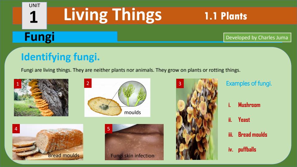 Grade 5 Science and Technology strand 1: Living Things PowerPoint ...