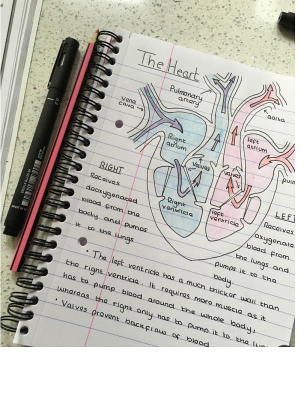 Anatomy and Physiology: Anatomical structure of the heart - 7942