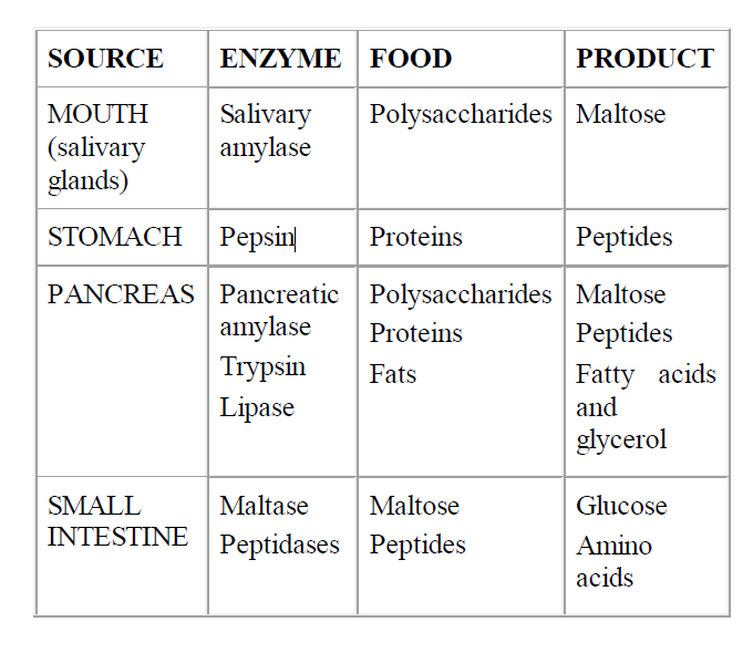The table below shows digestive enzymes grouped by source of the enzyme