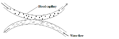 The following diagram is a longitudinal section of the root apex ...